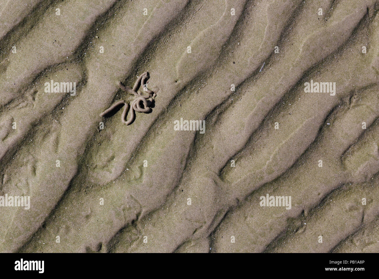Lugworm cast patterns hi-res stock photography and images - Alamy
