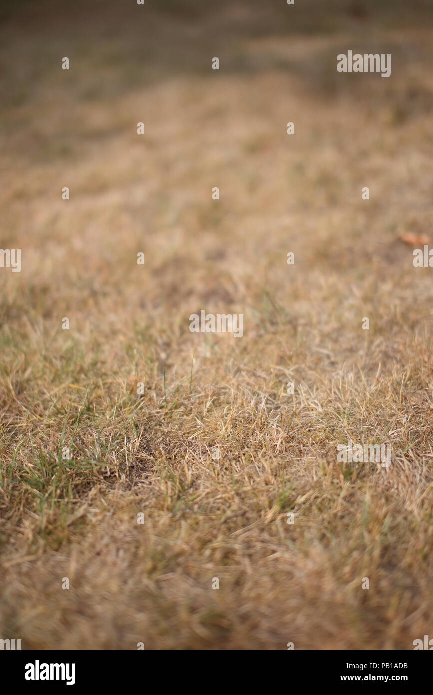 Scorched lawn hi-res stock photography and images - Alamy