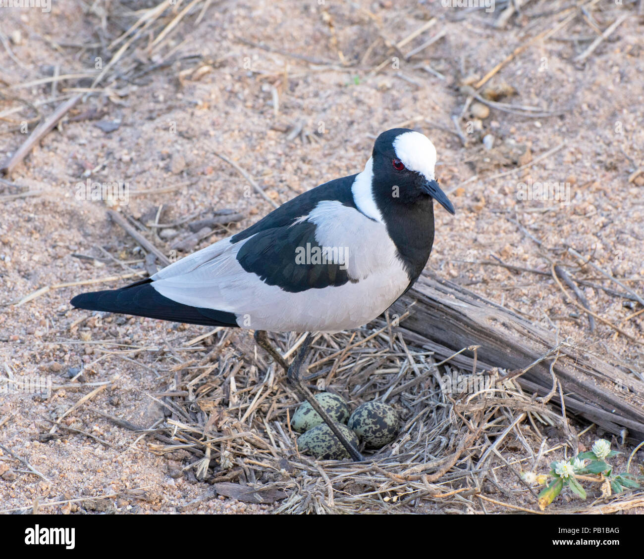Blacksmith lapwing hi-res stock photography and images - Alamy