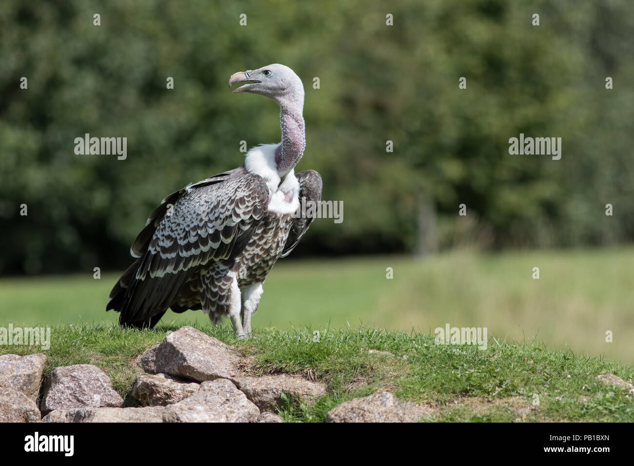 Rüppell’s griffon vulture (Gyps rueppelli) standing on rocky mound ...
