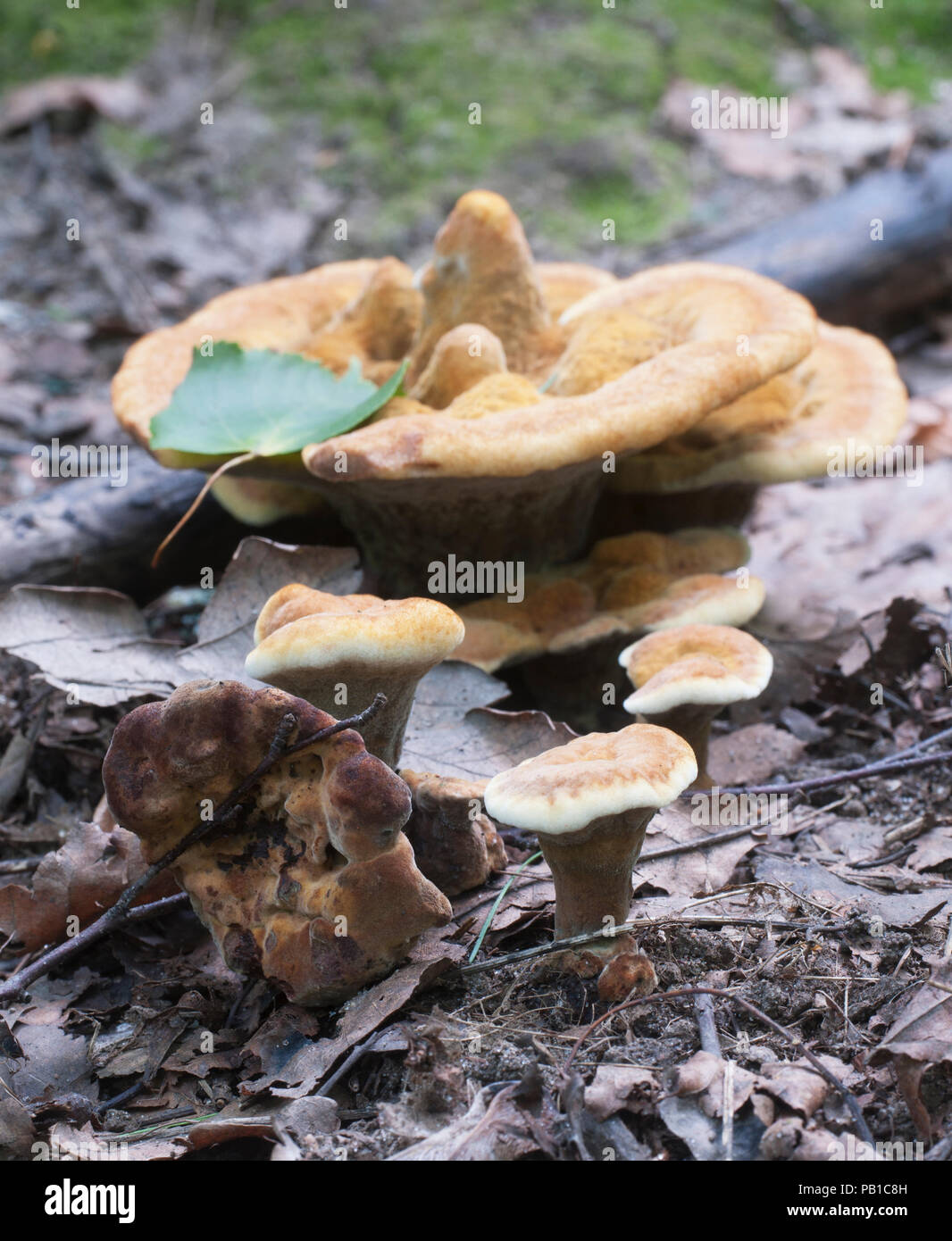 Hydnellum auratile mushroom close up shot local focus Stock Photo - Alamy