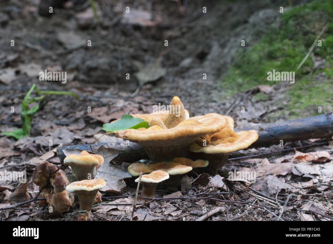 Hydnellum auratile mushroom close up shot local focus Stock Photo - Alamy