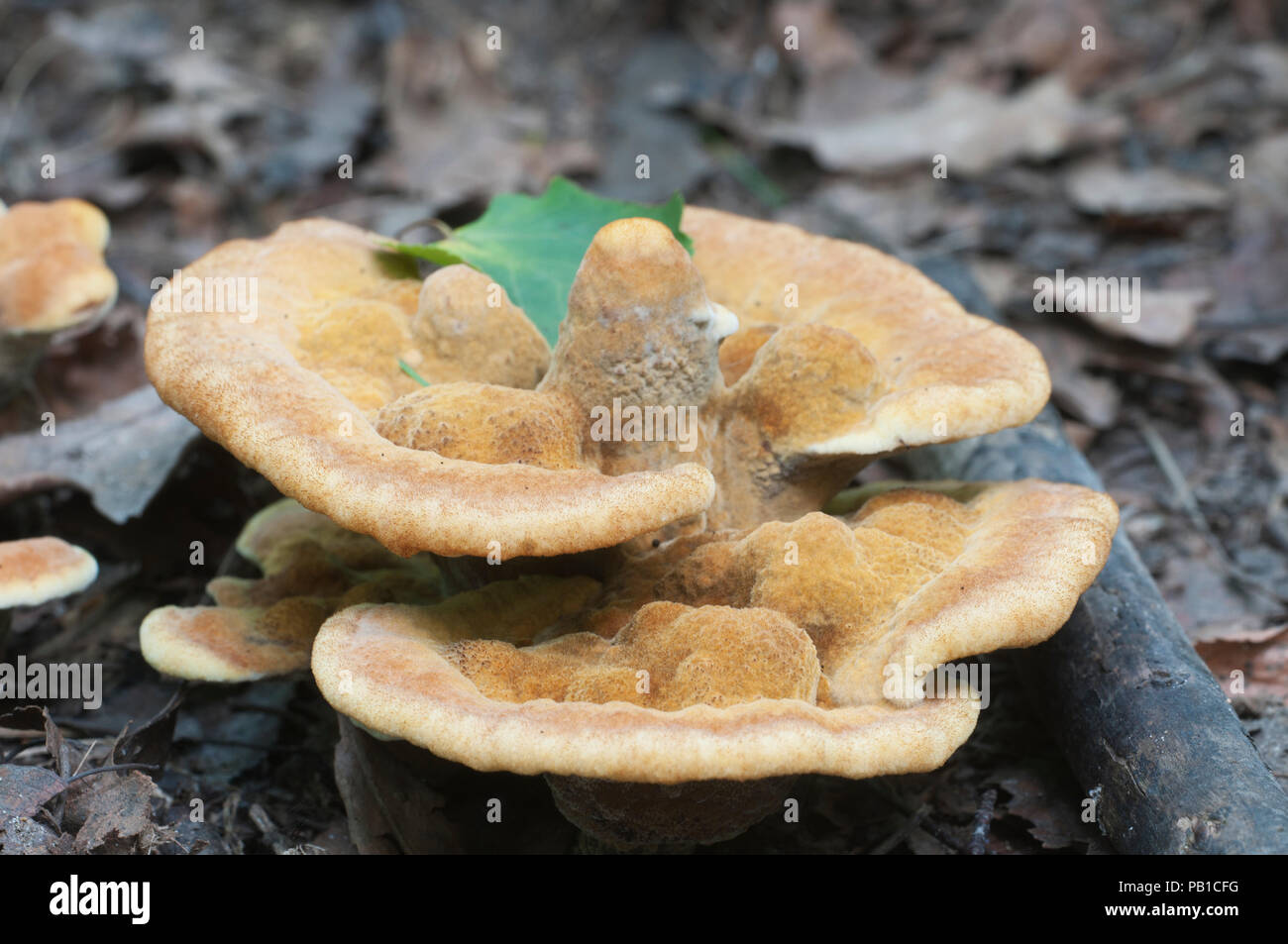 Hydnellum auratile mushroom close up shot local focus Stock Photo - Alamy