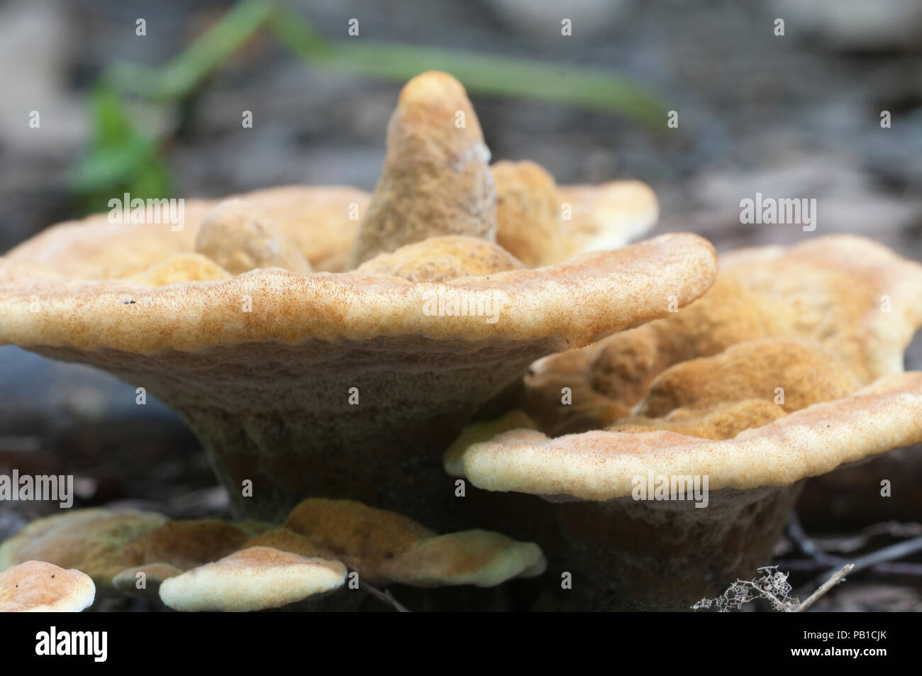 Hydnellum auratile mushroom close up shot local focus Stock Photo - Alamy