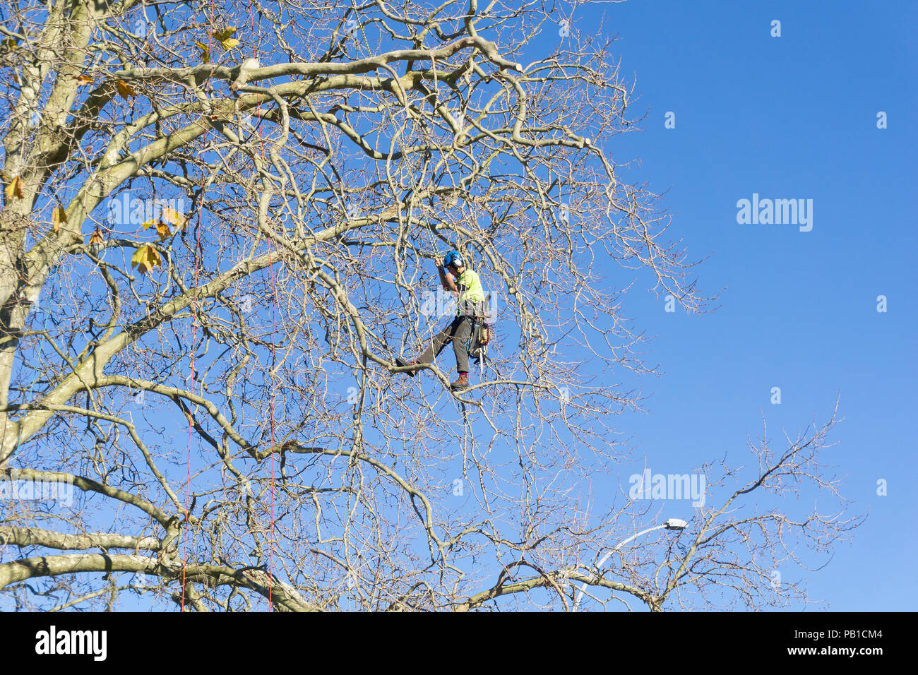 TAURANGA, NEW ZEALAND - 2 JULY 2018; Arborist high in leafless London ...