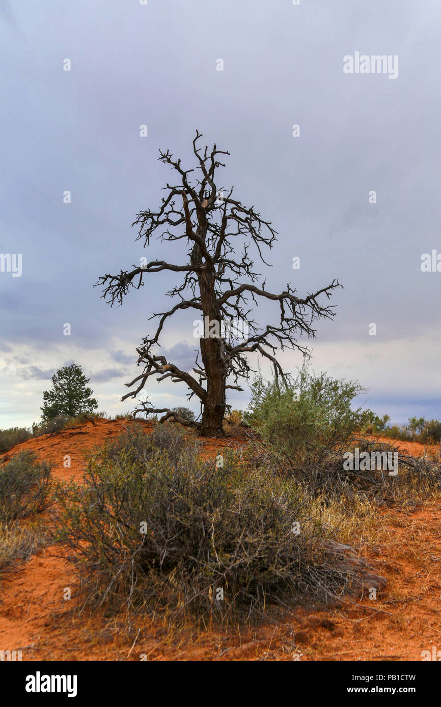 Lone tree in the desert along Beartooth Highway in Utah Stock Photo - Alamy