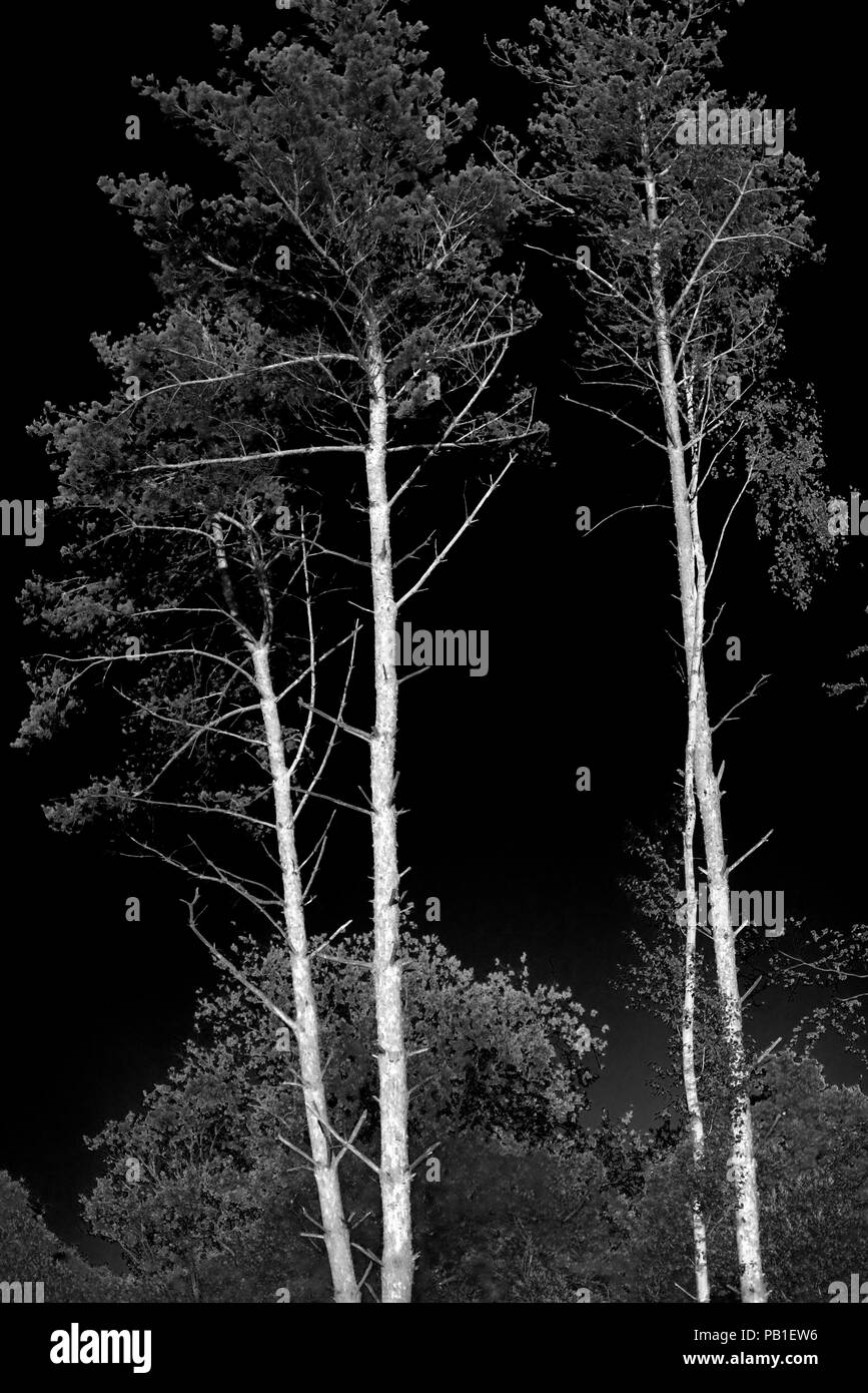 Tall trees Black and White Stock Photos & Images - Alamy