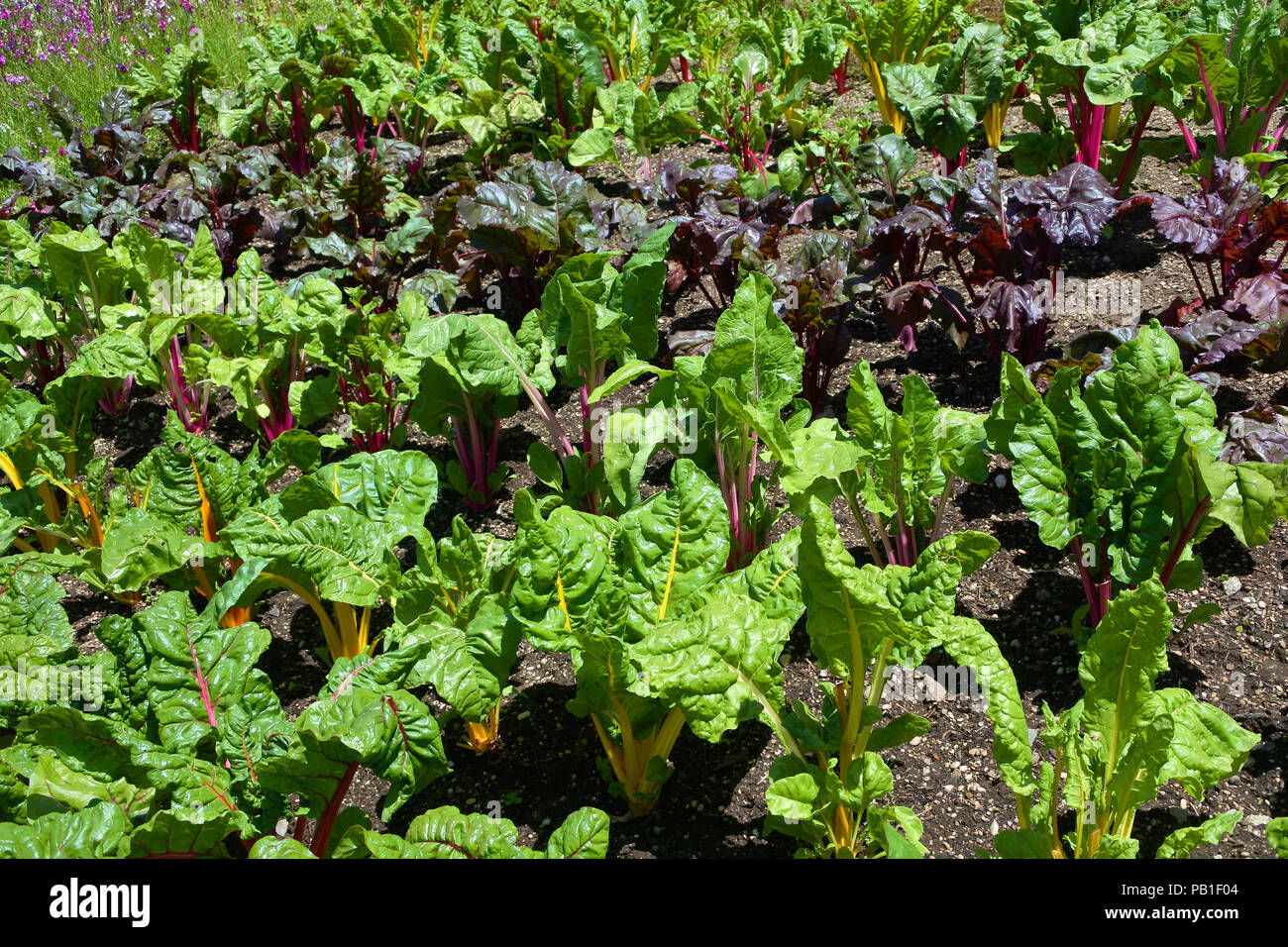 Swiss chard growing in an English kitchen garden - John Gollop Stock ...