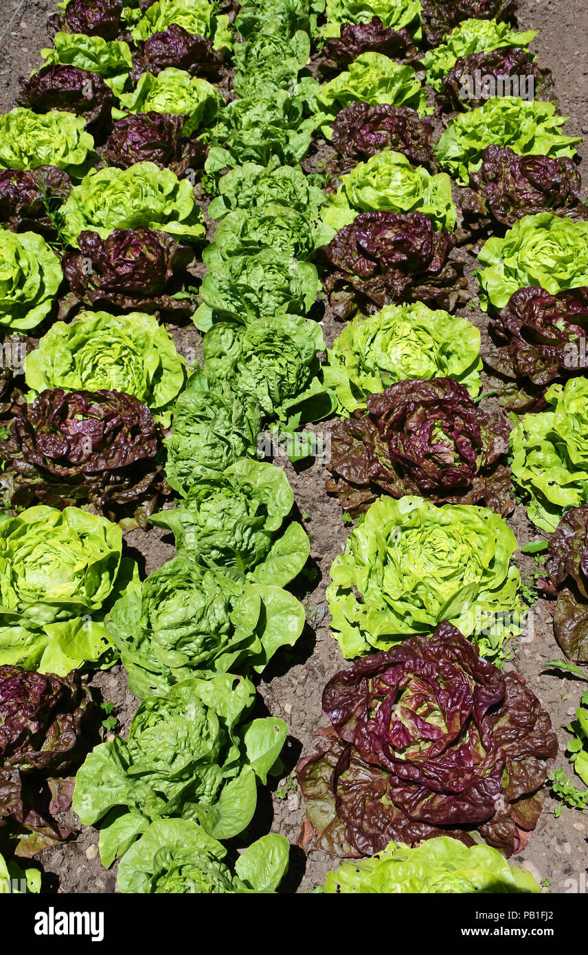 English kitchen garden hi-res stock photography and images - Alamy