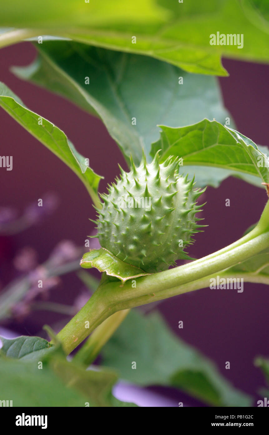 Datura Plant High Resolution Stock Photography and Images - Alamy