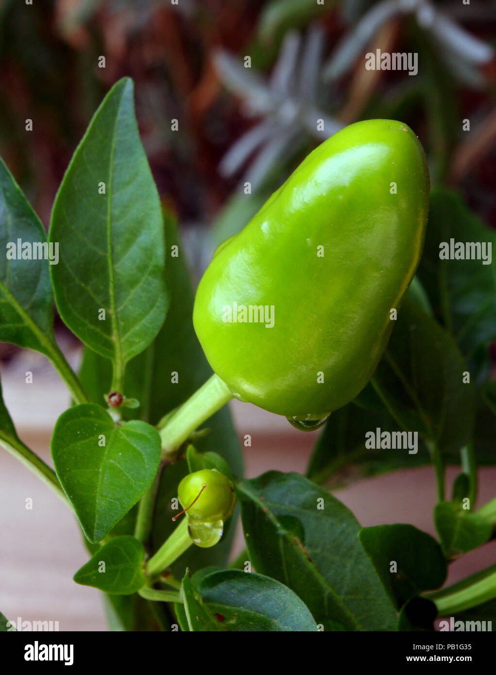 Cultivation of green pepper plant Stock Photo - Alamy