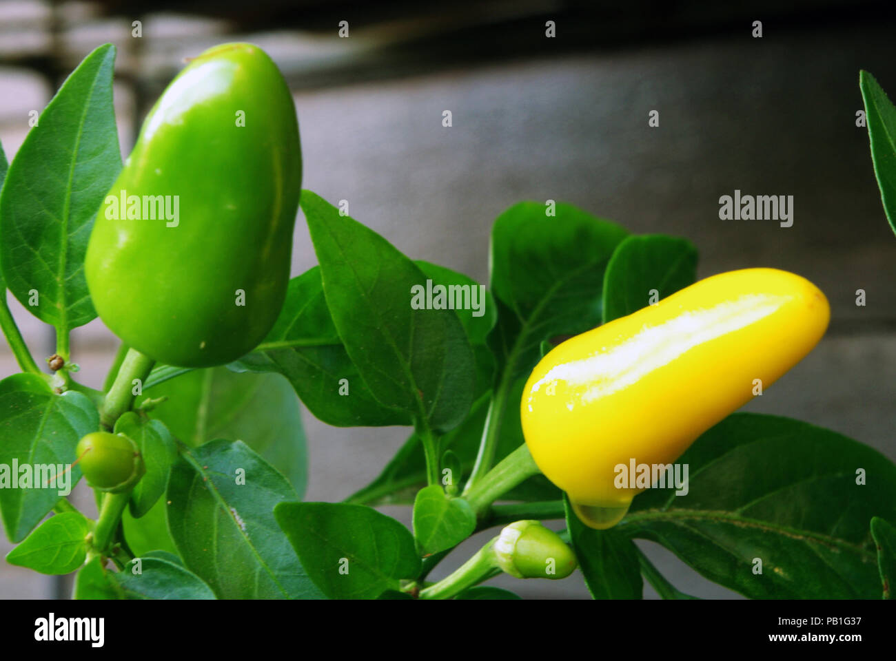 Cultivation of green pepper plant Stock Photo - Alamy