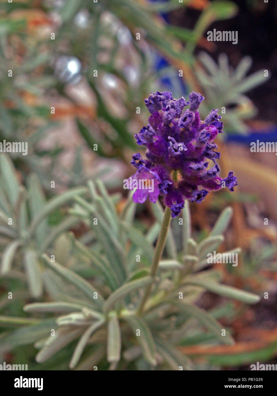 Lavender seed hi-res stock photography and images - Alamy