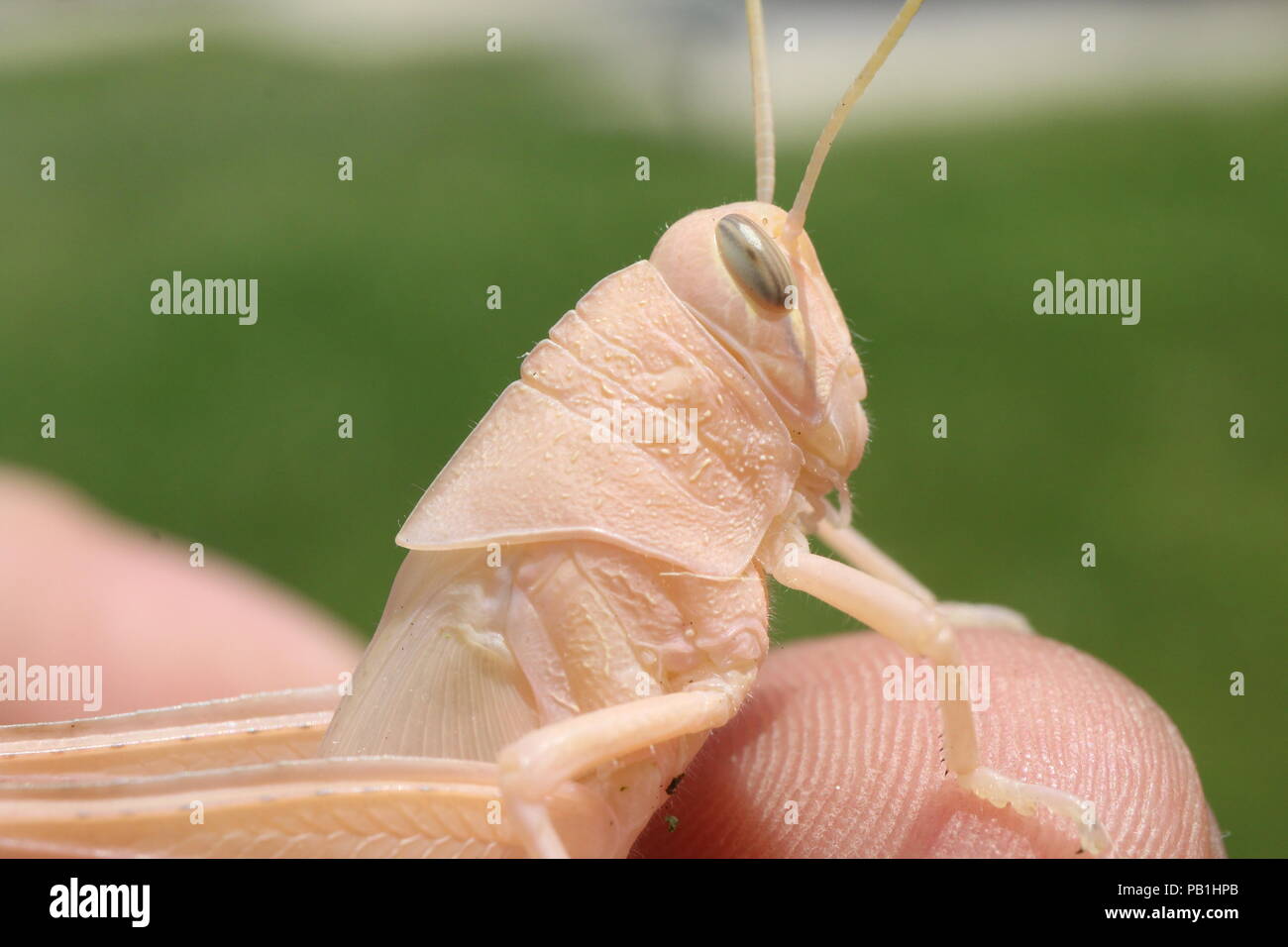 Albino model hi-res stock photography and images - Alamy