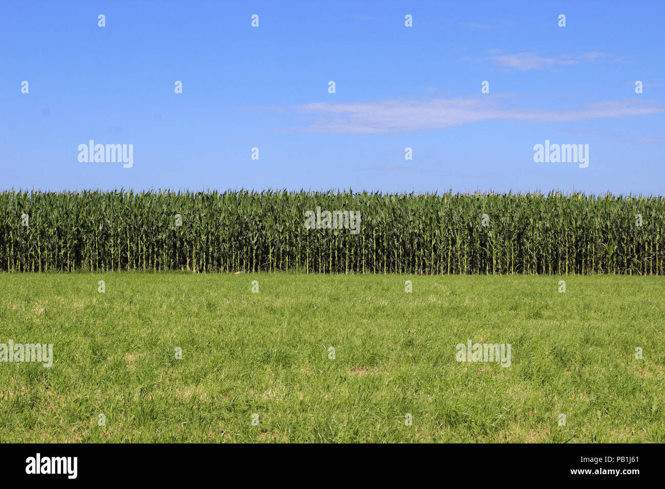 Side view of corn field Stock Photo - Alamy