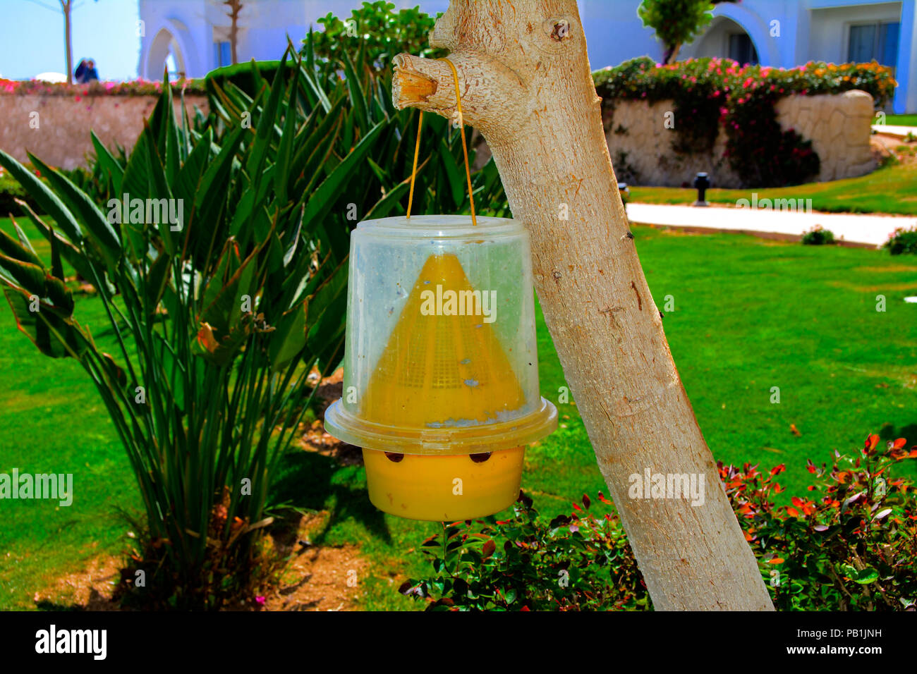 The original ecological trap for flies of yellow plastic hangs on a ...