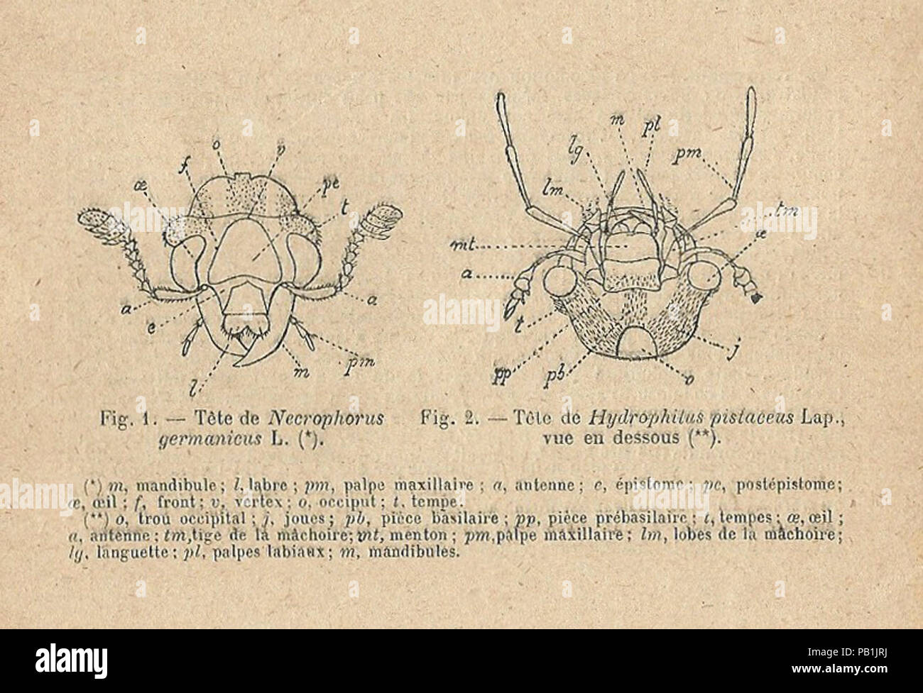 Acloque hi-res stock photography and images - Alamy