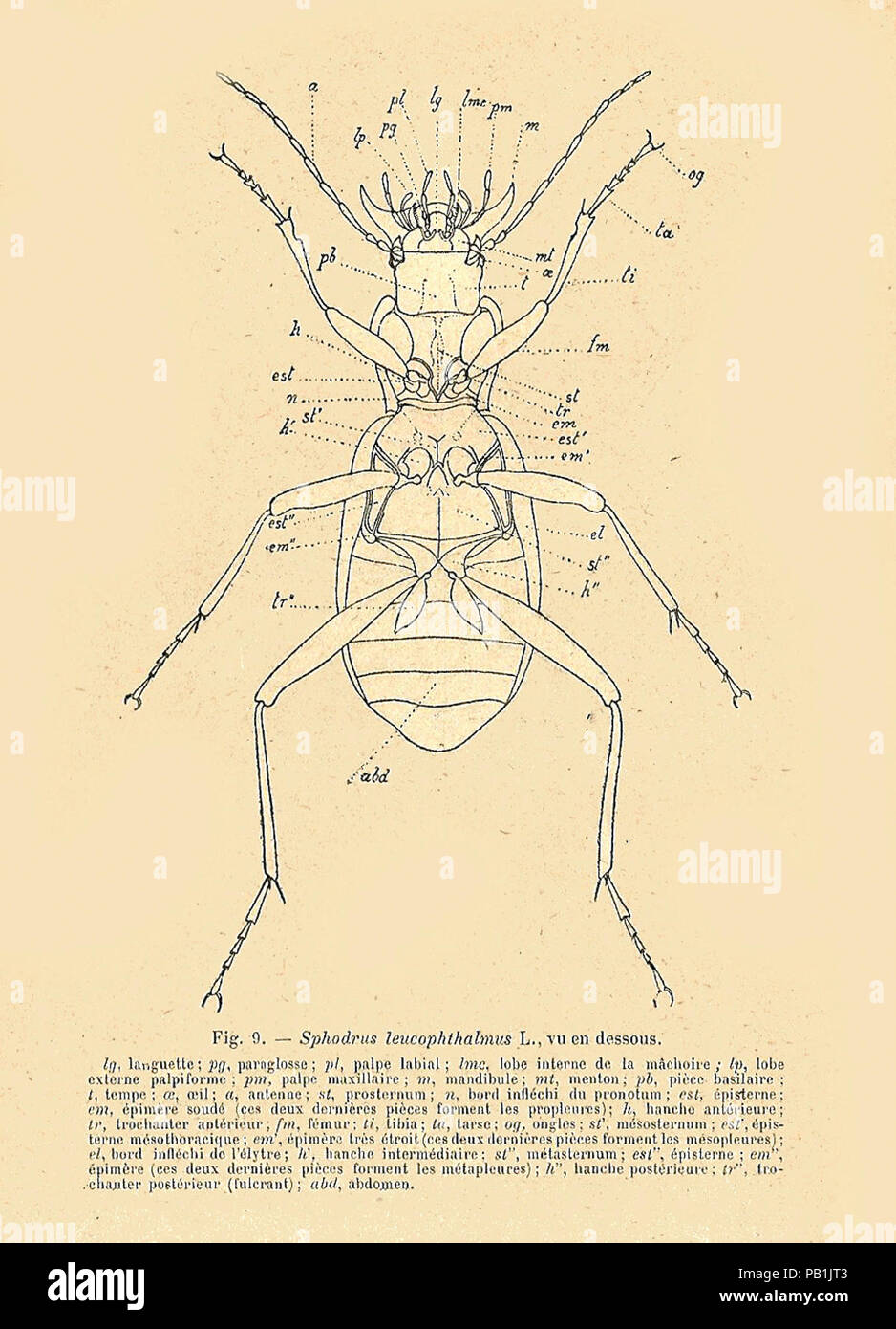 Acloque hi-res stock photography and images - Alamy