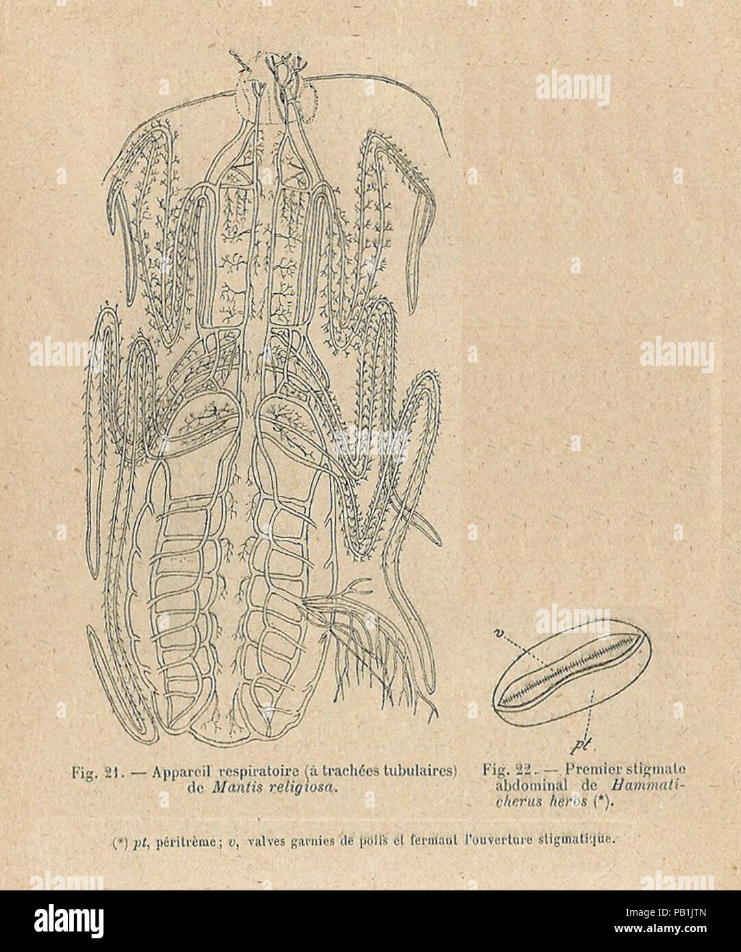 Acloque hi-res stock photography and images - Alamy