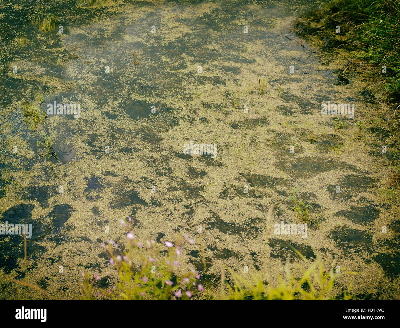 Closeup of a swamp with sludge and duckweed, filtered image Stock Photo ...