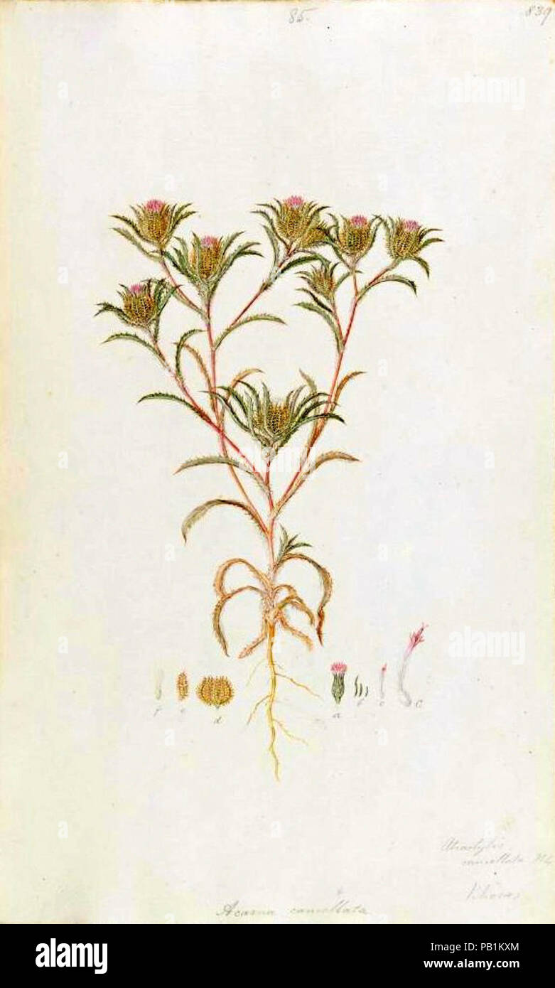 Flora graeca hi-res stock photography and images - Alamy