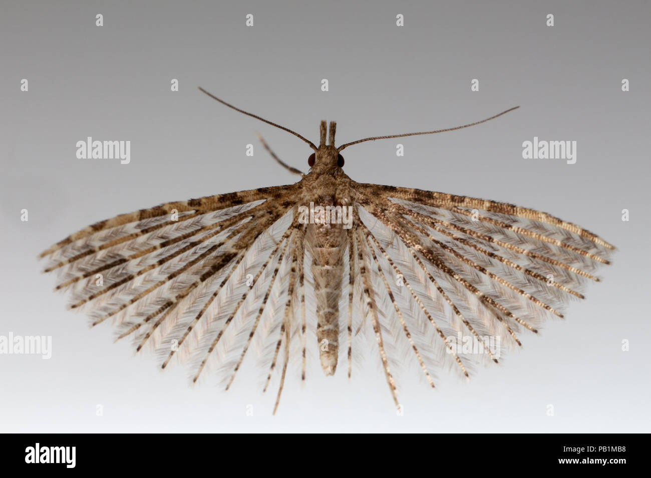 A Many-Plumed- moth, Alucita hexadactyla, photographed in a studio ...