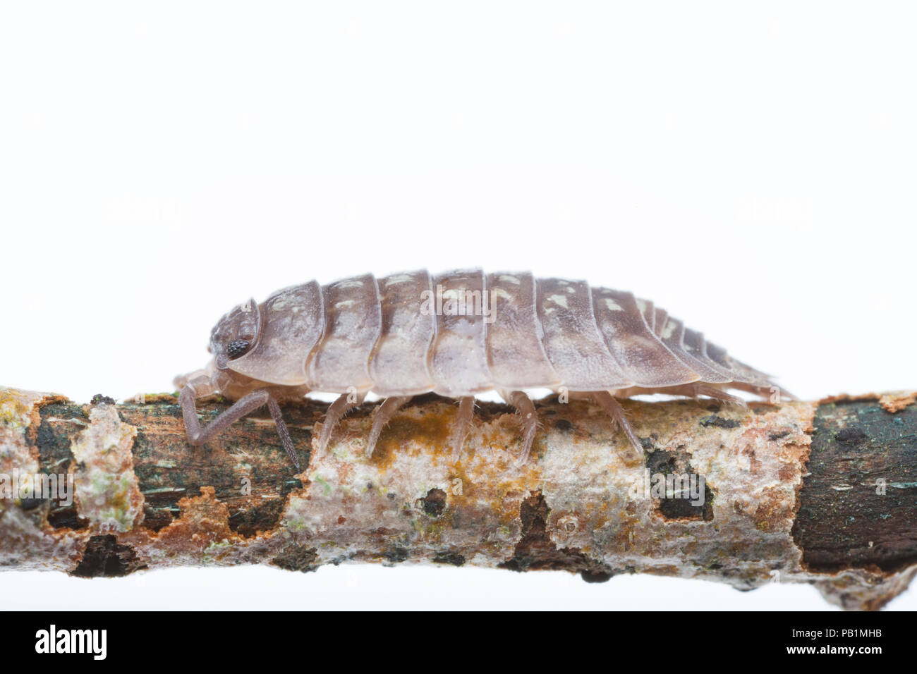 O asellus hi-res stock photography and images - Alamy