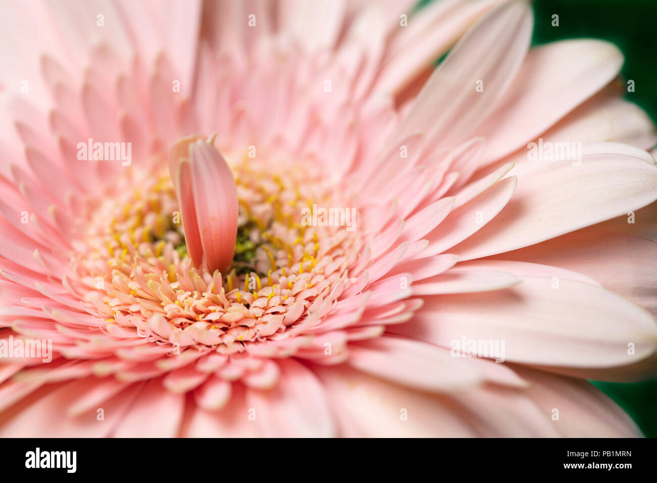 Light pink Gerbera Daisy backlit and with a solid background Stock ...