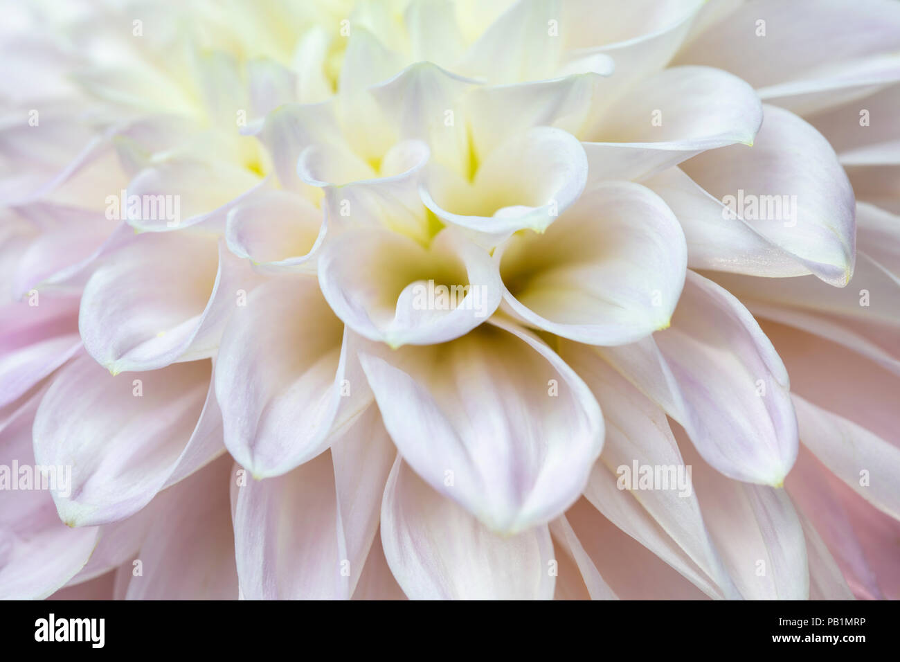 Beige flower patterns hi-res stock photography and images - Alamy