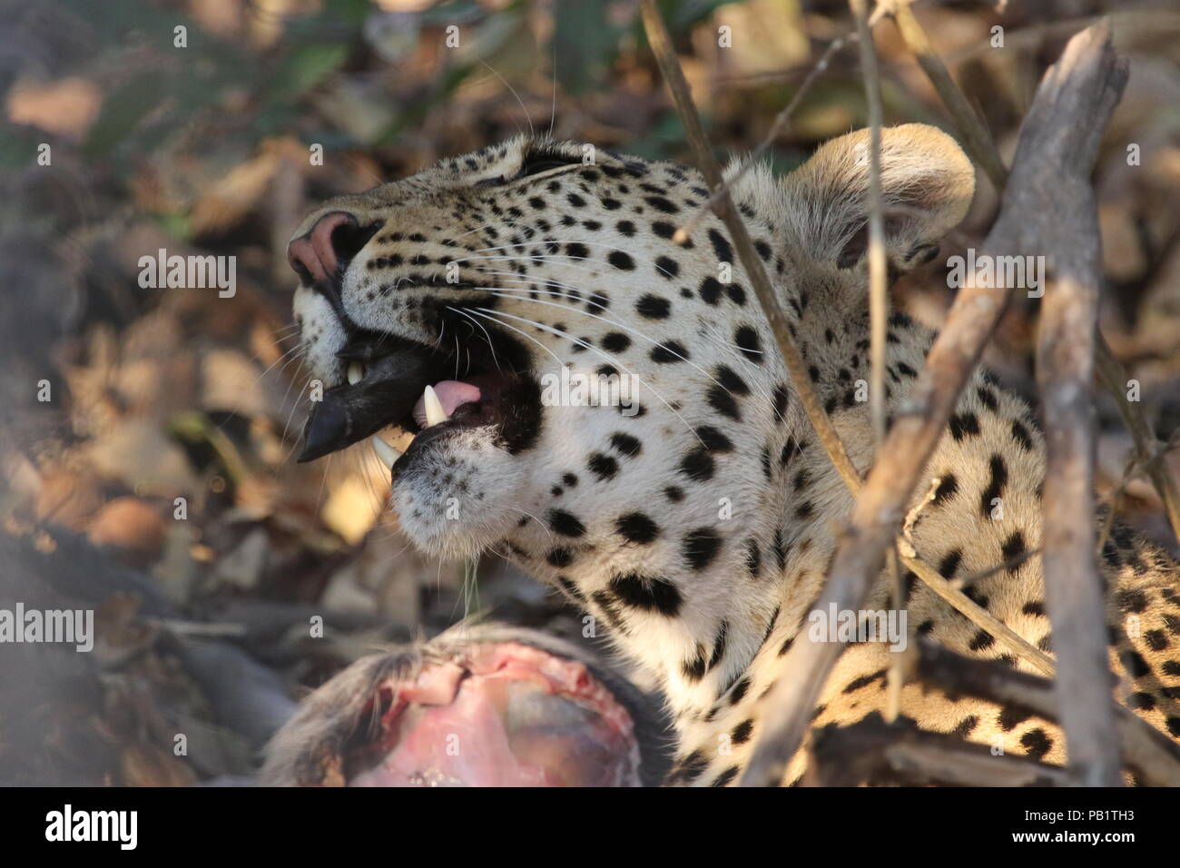 Wild african leopard eating meat hi-res stock photography and images ...