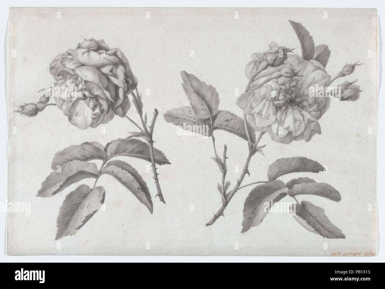 Two Roses. Artist: Anne Vallayer-Coster (French, Paris 1744-1818 Paris ...