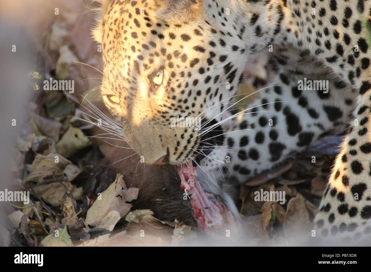 Wild african leopard eating meat hi-res stock photography and images ...