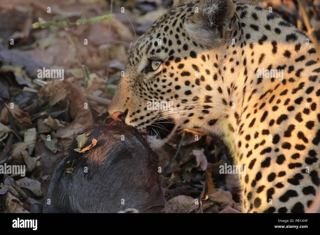 Big five katavi national park hi-res stock photography and images - Alamy