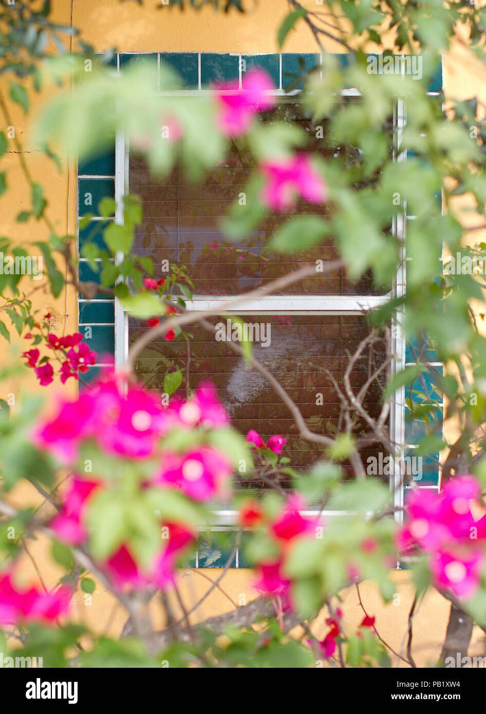 Mexican window with blue tile with bougainvillea Stock Photo - Alamy