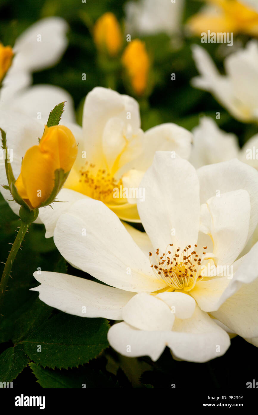 Sunny Knock Out Rose Stock Photo - Alamy