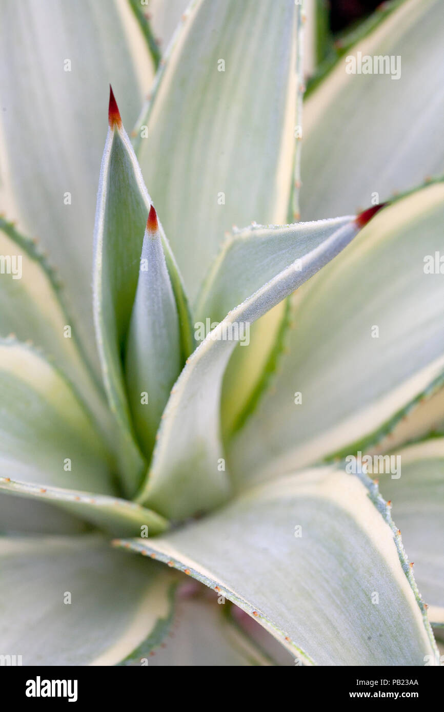 Tony avent hi-res stock photography and images - Alamy