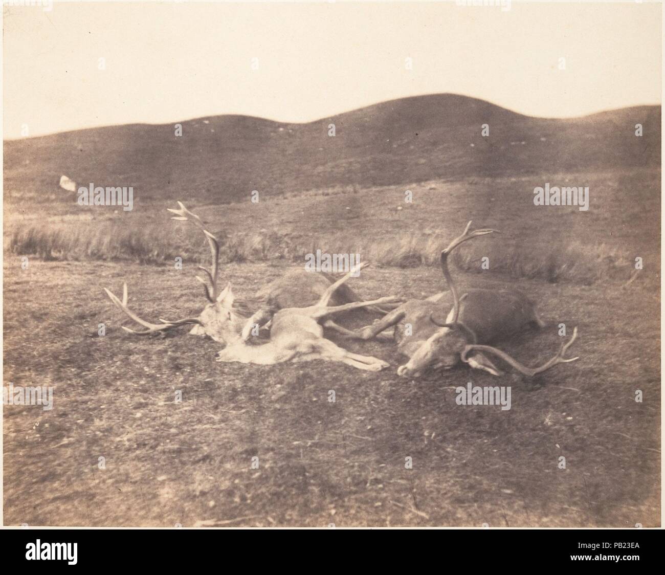 [Two Stags and Roe Buck]. Artist: Horatio Ross (British, Rossie Castle ...