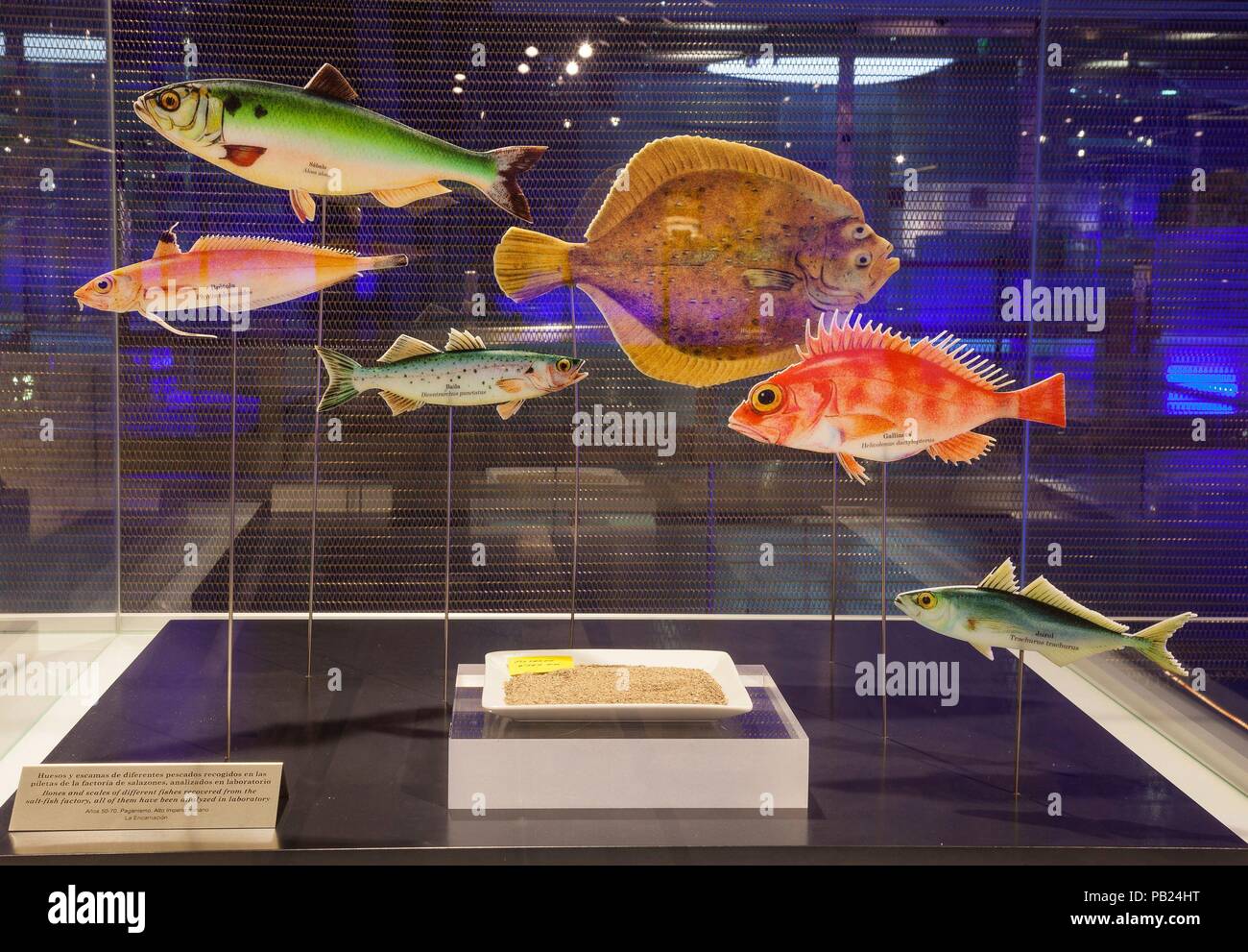 Anonymous / "Remains of fish", 1st century, Bone remains of fish Stock ...