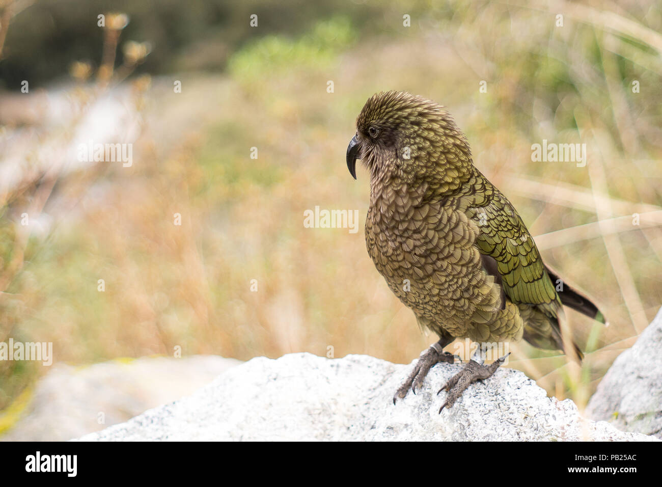 Kea standing hi-res stock photography and images - Alamy