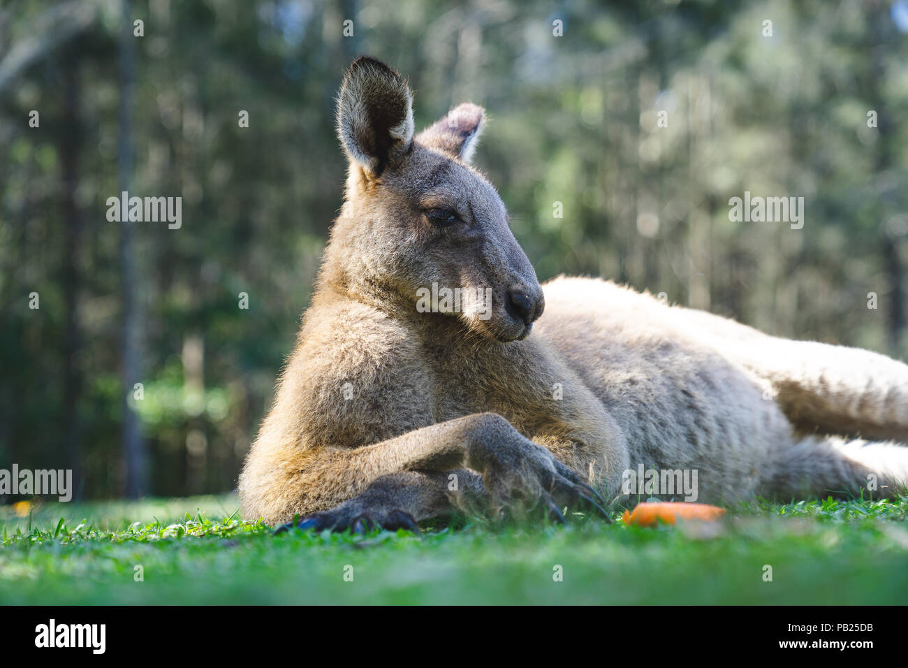 Big kangaroo hi-res stock photography and images - Alamy