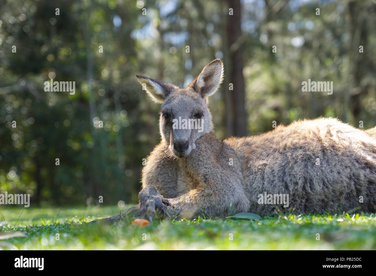 Big kangaroo hi-res stock photography and images - Alamy