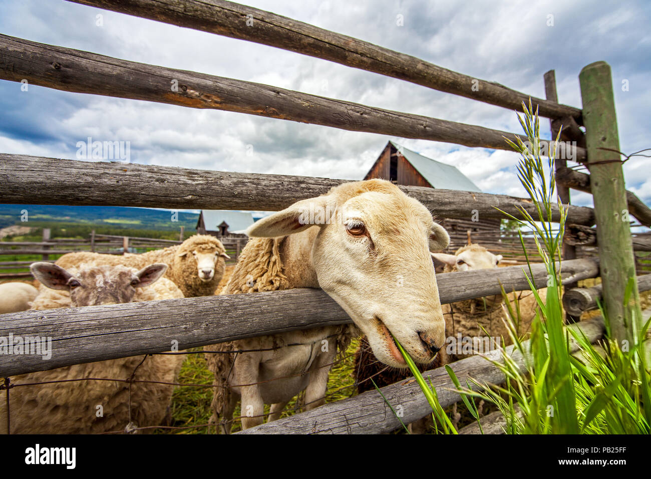 Columbia sheep hi-res stock photography and images - Alamy