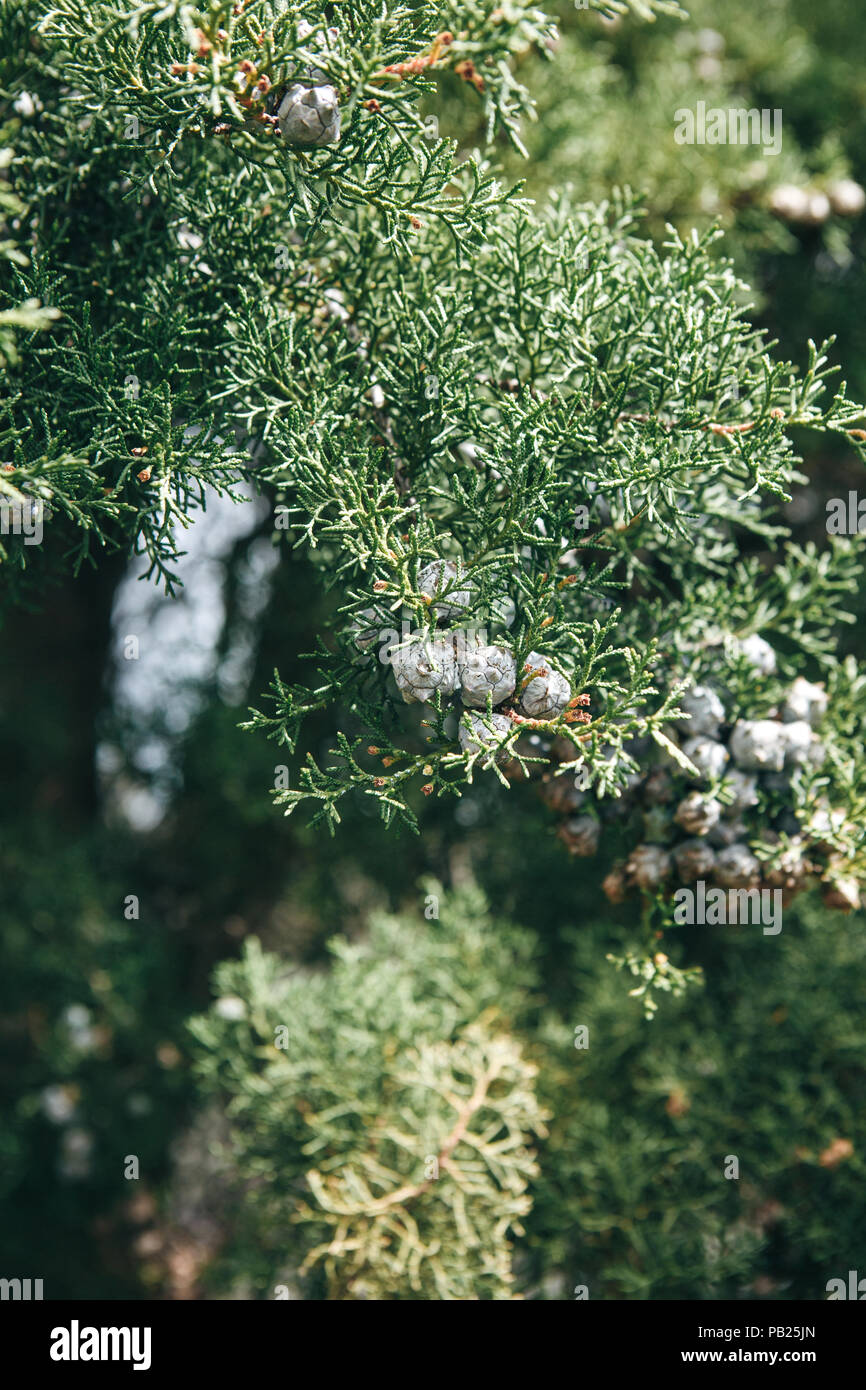 Closeup pinetree hi-res stock photography and images - Alamy