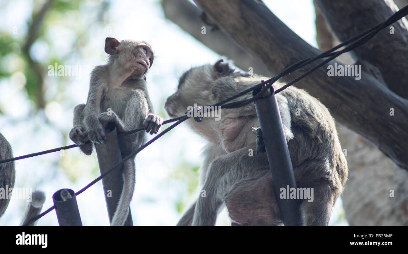 Monkey on a wire hi-res stock photography and images - Alamy