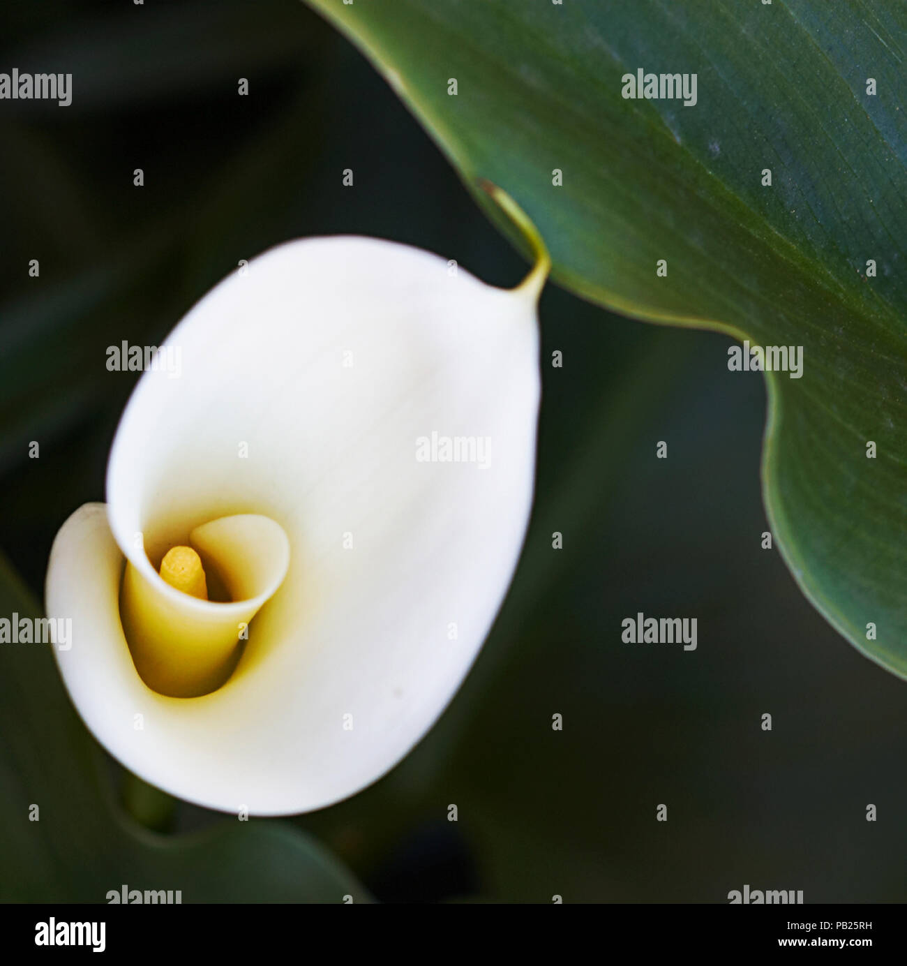 An arum lily also known as a calla lily Stock Photo - Alamy