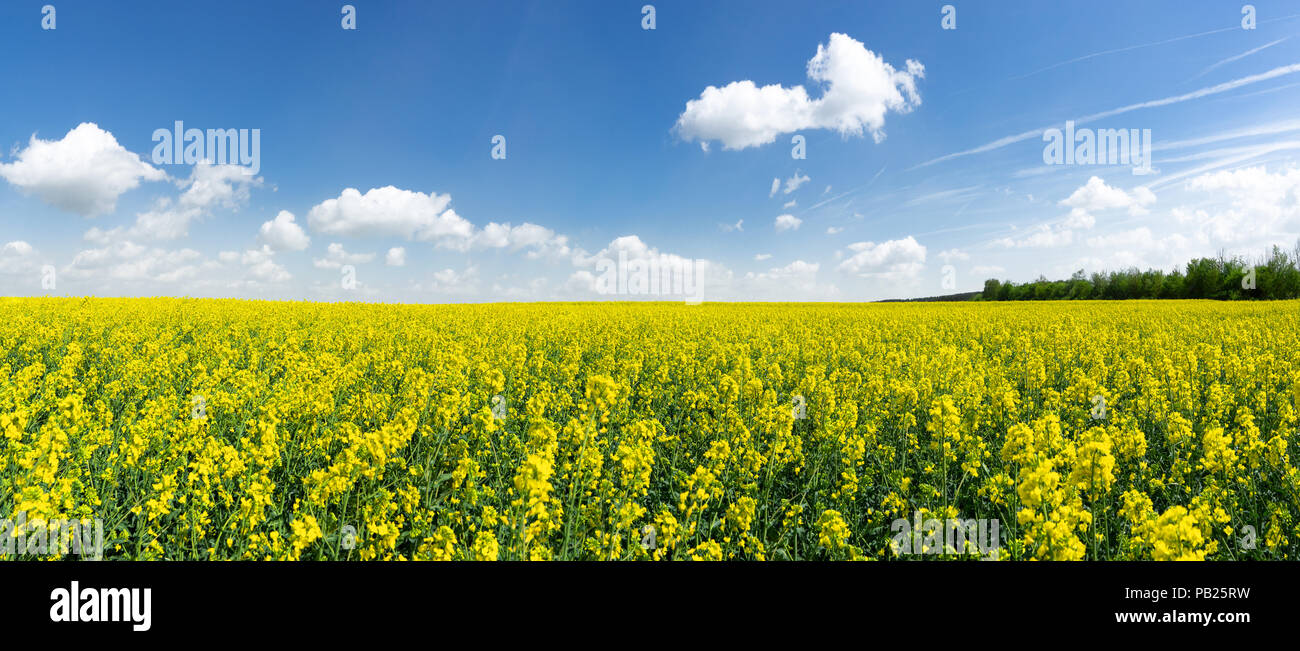 Panorama - Large blooming rape field Stock Photo - Alamy