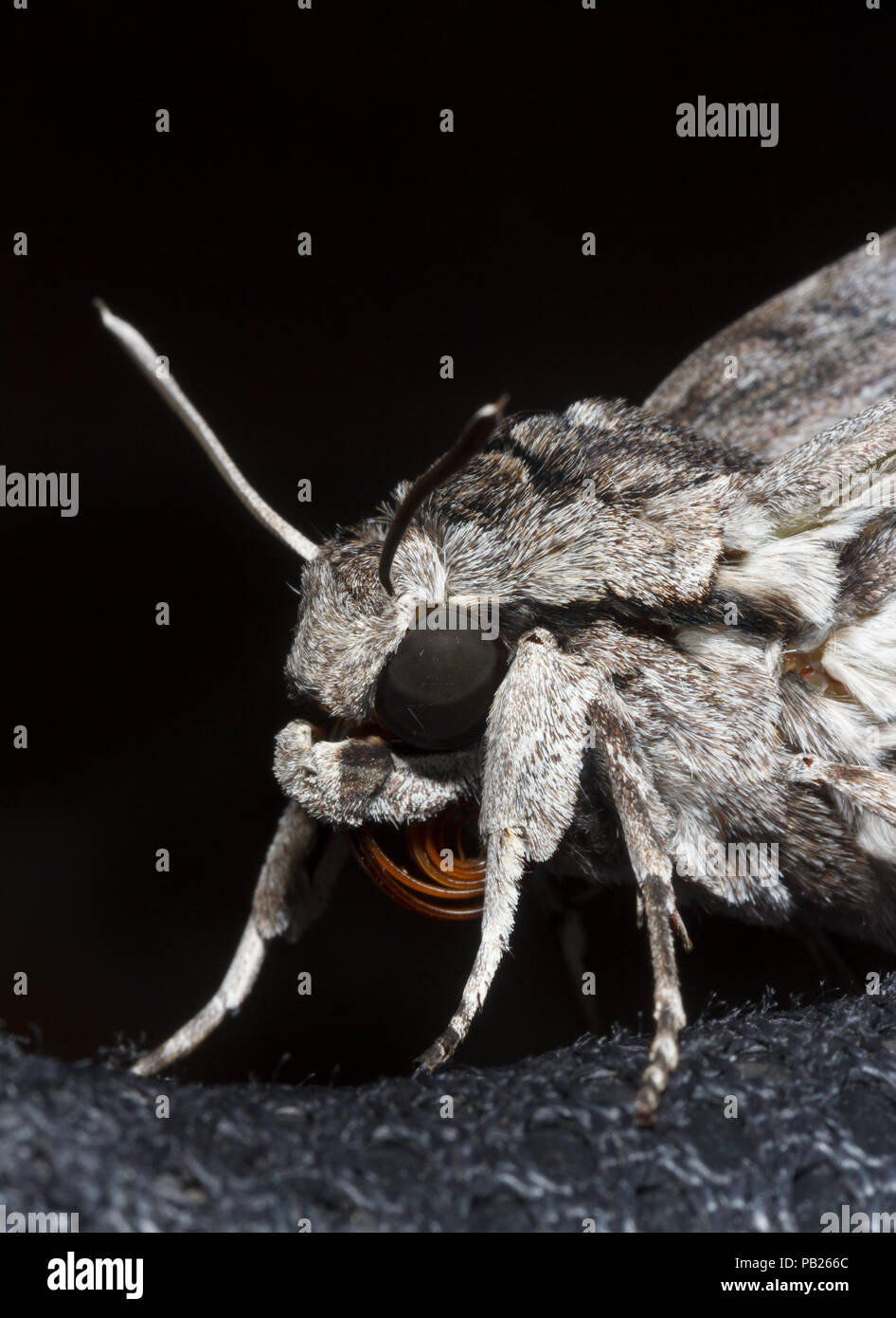 macro portrait of a gray night butterfly hawk moth on a black ...