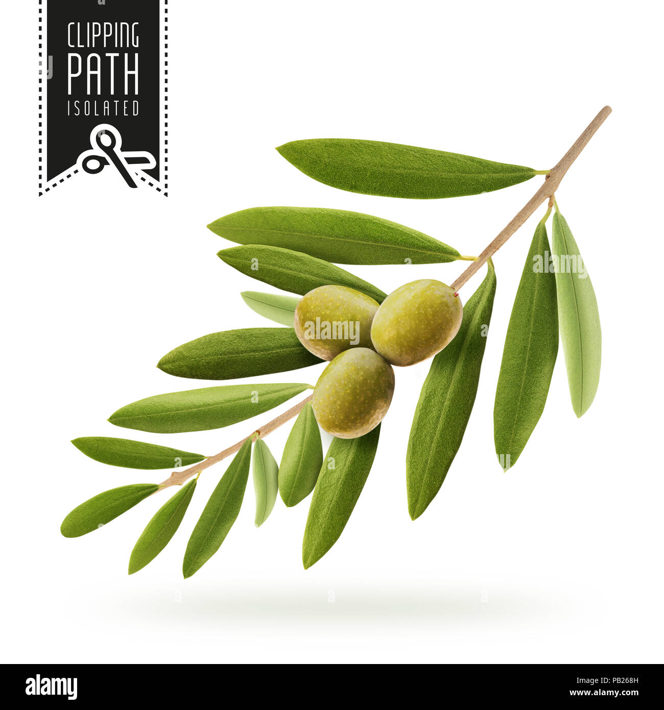 Fresh olive branch with clipping path Stock Photo - Alamy