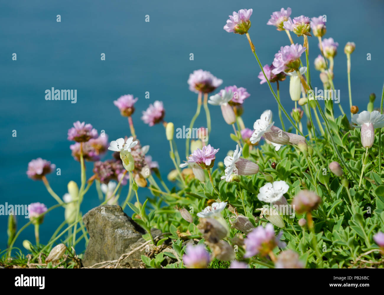 Pink blossoms of sea pink (thrift) and white sea campion growing on the ...