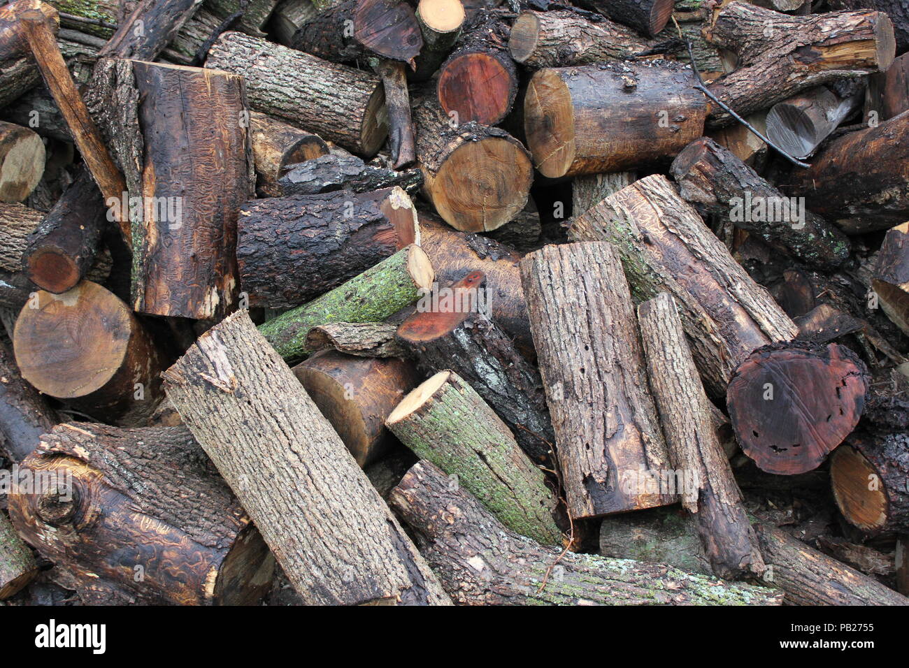 Piles of chopped logs stacked high and far Stock Photo - Alamy
